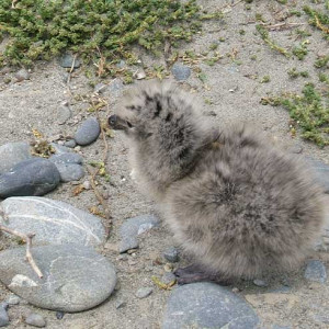 Southern black-backed gull/karoro control | Environment Canterbury
