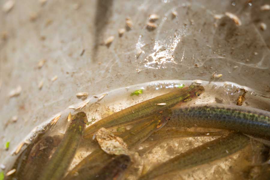 Fish habitat fund | Environment Canterbury