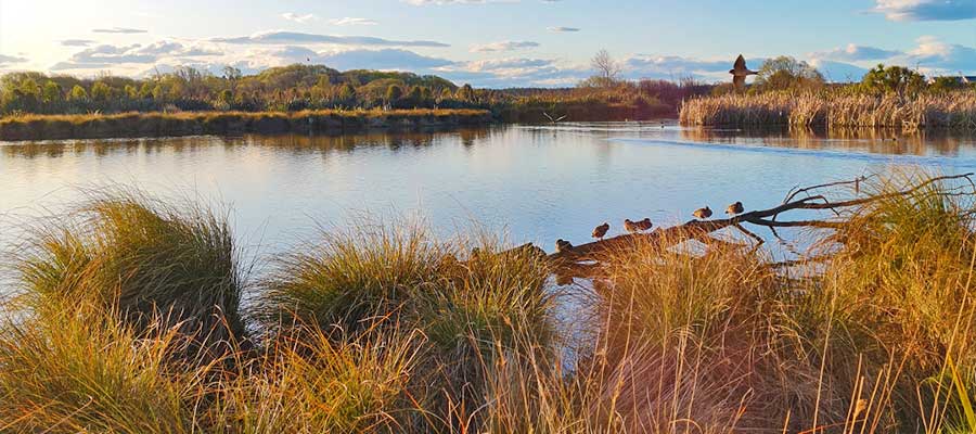 Our wetlands | Environment Canterbury
