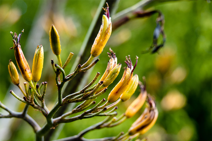 Yearly summary of our biodiversity work | Environment Canterbury