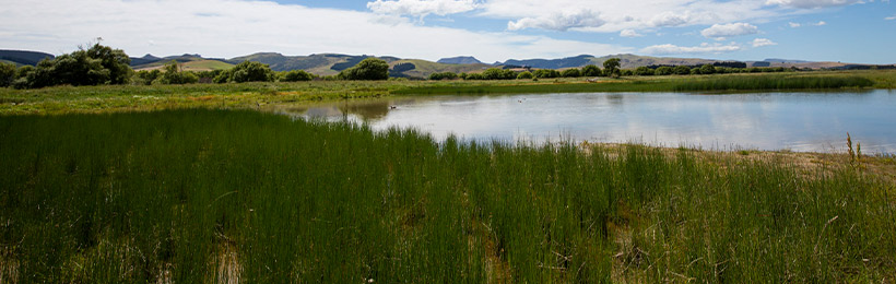 Importance of wetlands | Environment Canterbury