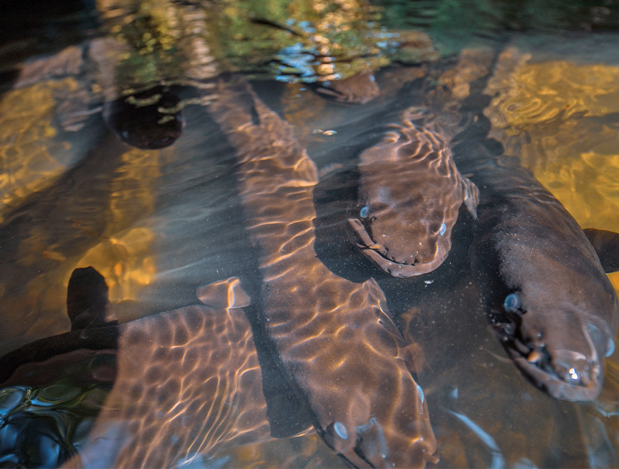 Managing instream structures | Environment Canterbury