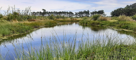 Wetland project for Te Waikēkēwai/Waikēkēwai Stream reaches design ...