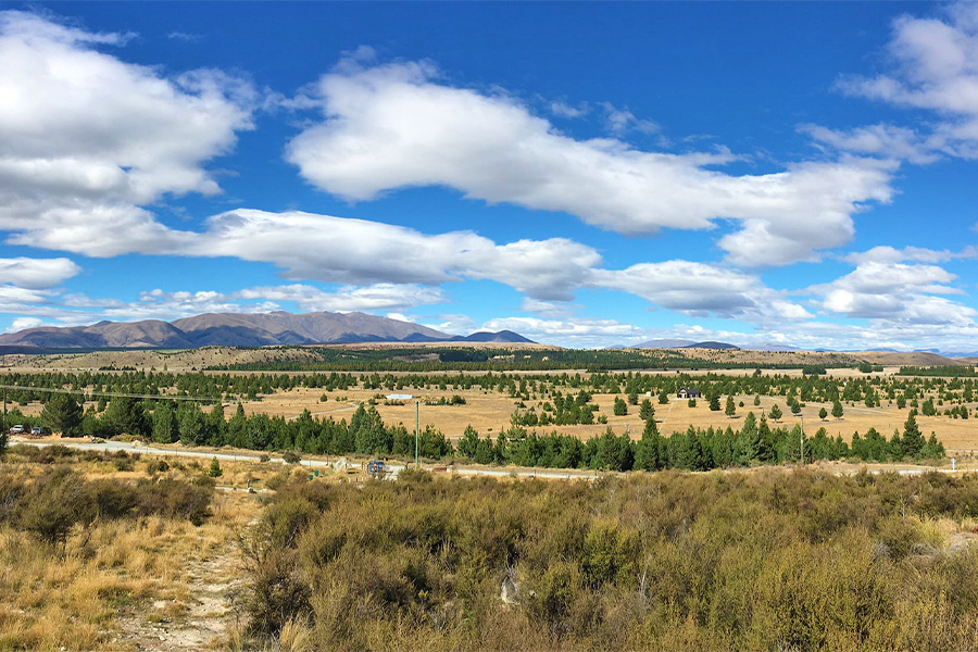 Master wilding pine control with our new handbook | Environment Canterbury