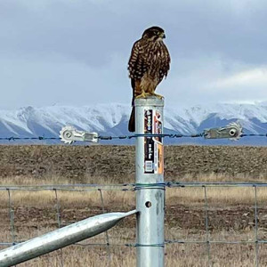 Wallaby control work | Environment Canterbury