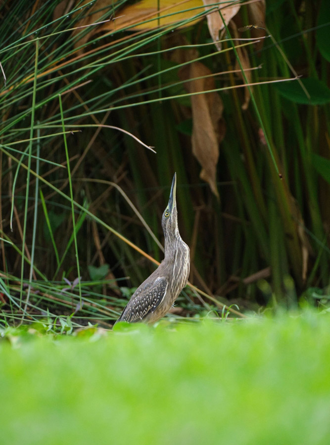 Secretive bird a welcome sign in Waitarakao | Environment Canterbury