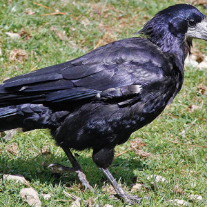 Rook | Environment Canterbury