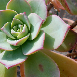 Aeonium | Environment Canterbury