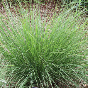 African love grass | Environment Canterbury