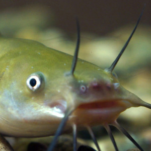 Brown bullhead catfish | Environment Canterbury