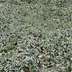 Aluminium plant | Environment Canterbury