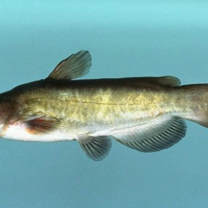 Brown bullhead catfish | Environment Canterbury