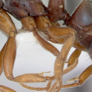 Argentine ant | Environment Canterbury