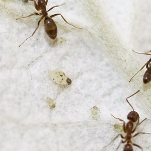 Argentine ant | Environment Canterbury
