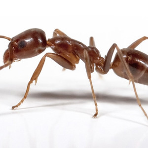 Argentine ant | Environment Canterbury