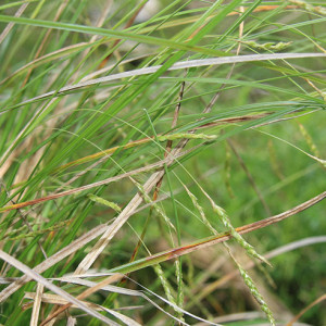 Australian sedge | Environment Canterbury