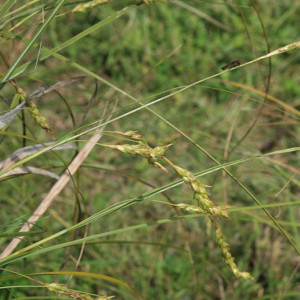 Australian sedge | Environment Canterbury