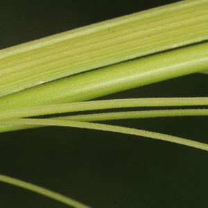 Australian sedge | Environment Canterbury