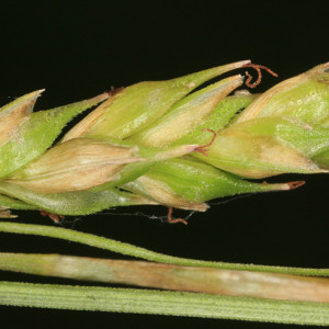 Australian sedge | Environment Canterbury
