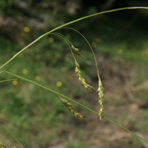 Australian sedge | Environment Canterbury