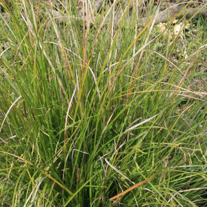 Australian sedge | Environment Canterbury