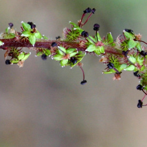 Sheep's bur | Environment Canterbury