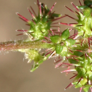 Sheep's bur | Environment Canterbury