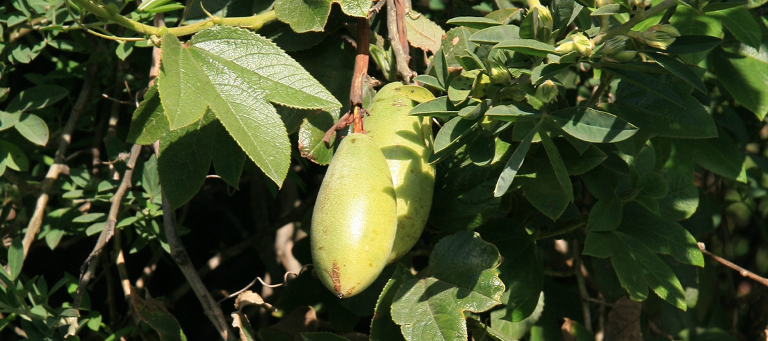 Banana passionfruit | Environment Canterbury