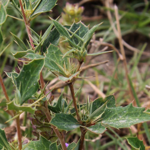 Common barberry | Environment Canterbury