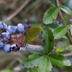 Common barberry | Environment Canterbury