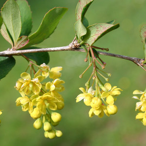 Common barberry | Environment Canterbury