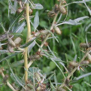 Bathurst bur | Environment Canterbury