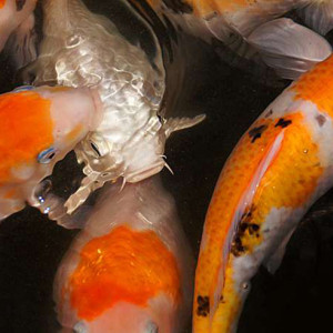 Koi carp | Environment Canterbury