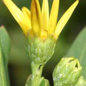 Boneseed | Environment Canterbury