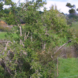 Boxthorn | Environment Canterbury