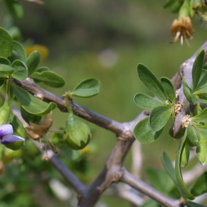 Boxthorn | Environment Canterbury