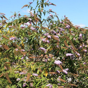 Buddleia | Environment Canterbury