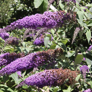 Buddleia | Environment Canterbury