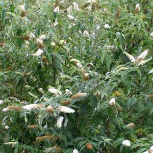 Buddleia | Environment Canterbury