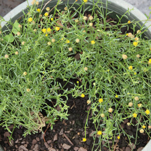 Bur daisy | Environment Canterbury