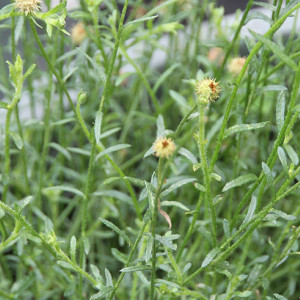 Bur daisy | Environment Canterbury