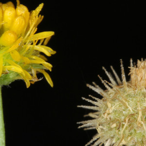 Bur daisy | Environment Canterbury