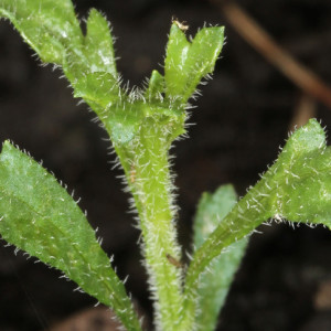 Bur daisy | Environment Canterbury