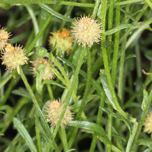 Bur daisy | Environment Canterbury