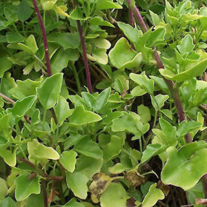 Cape ivy | Environment Canterbury