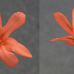 Invasive Cape tulip weed found in Canterbury | Environment Canterbury