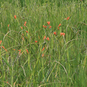 Invasive Cape tulip weed found in Canterbury | Environment Canterbury