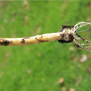 Invasive Cape tulip weed found in Canterbury | Environment Canterbury