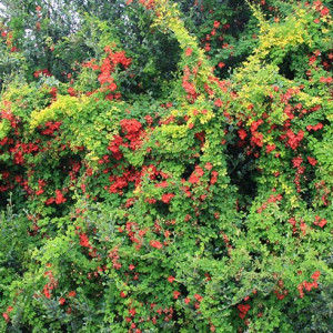Chilean flame creeper | Environment Canterbury