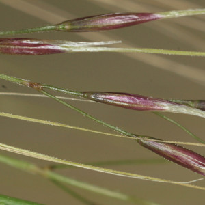 Chilean needle grass | Environment Canterbury